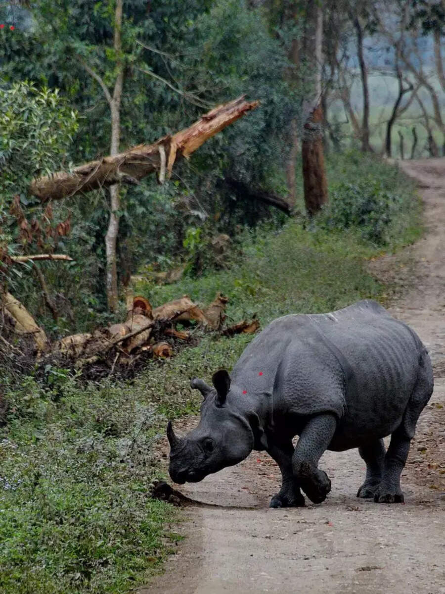 World Rhino Day 2024: 8 National Parks In India To Visit With Kids Spot ...