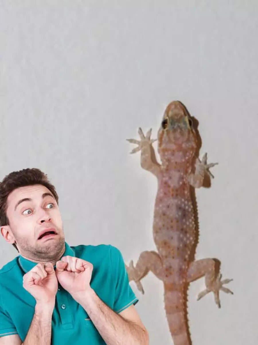Know How To Get Rid Of House Lizards | Times Now Navbharat