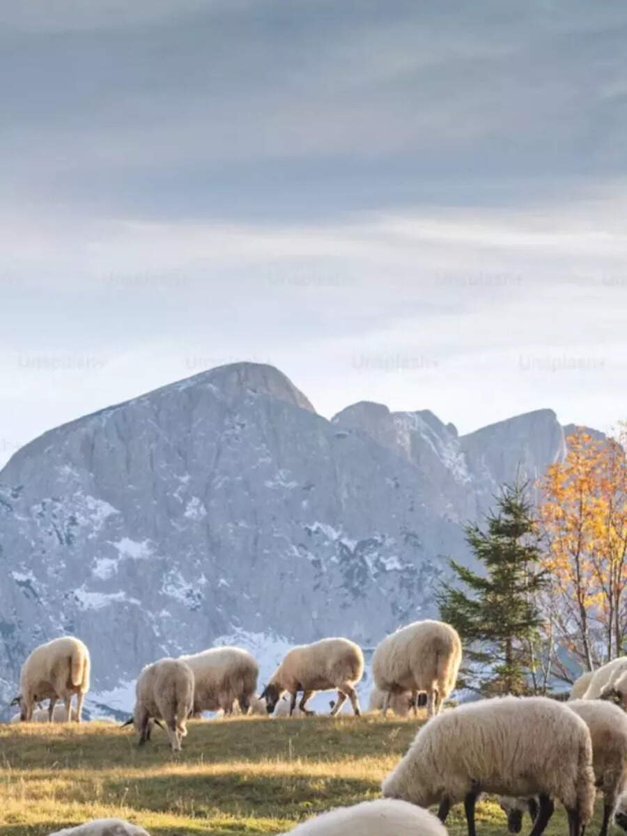 5 Animals That Represent Peace | Times Now