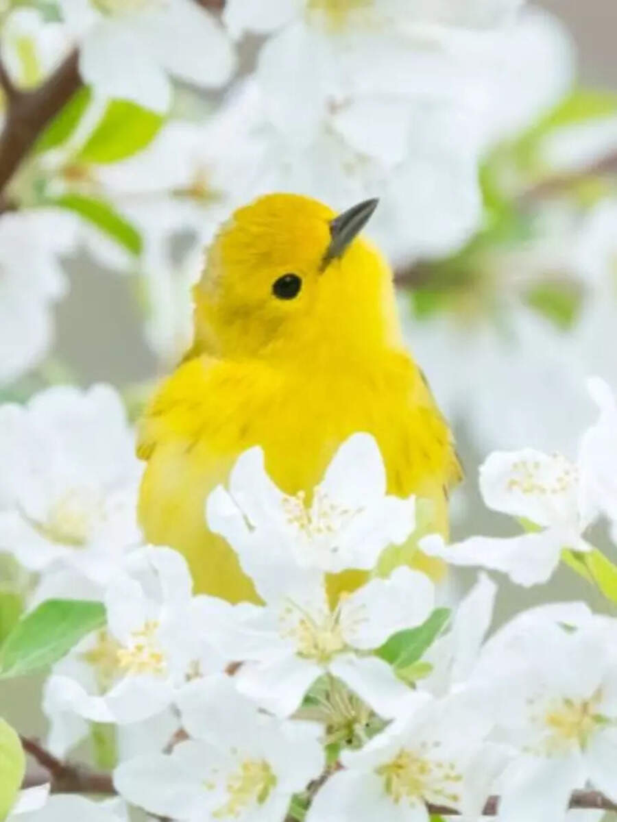 5 Most Beautiful Yellow Birds | Times Now
