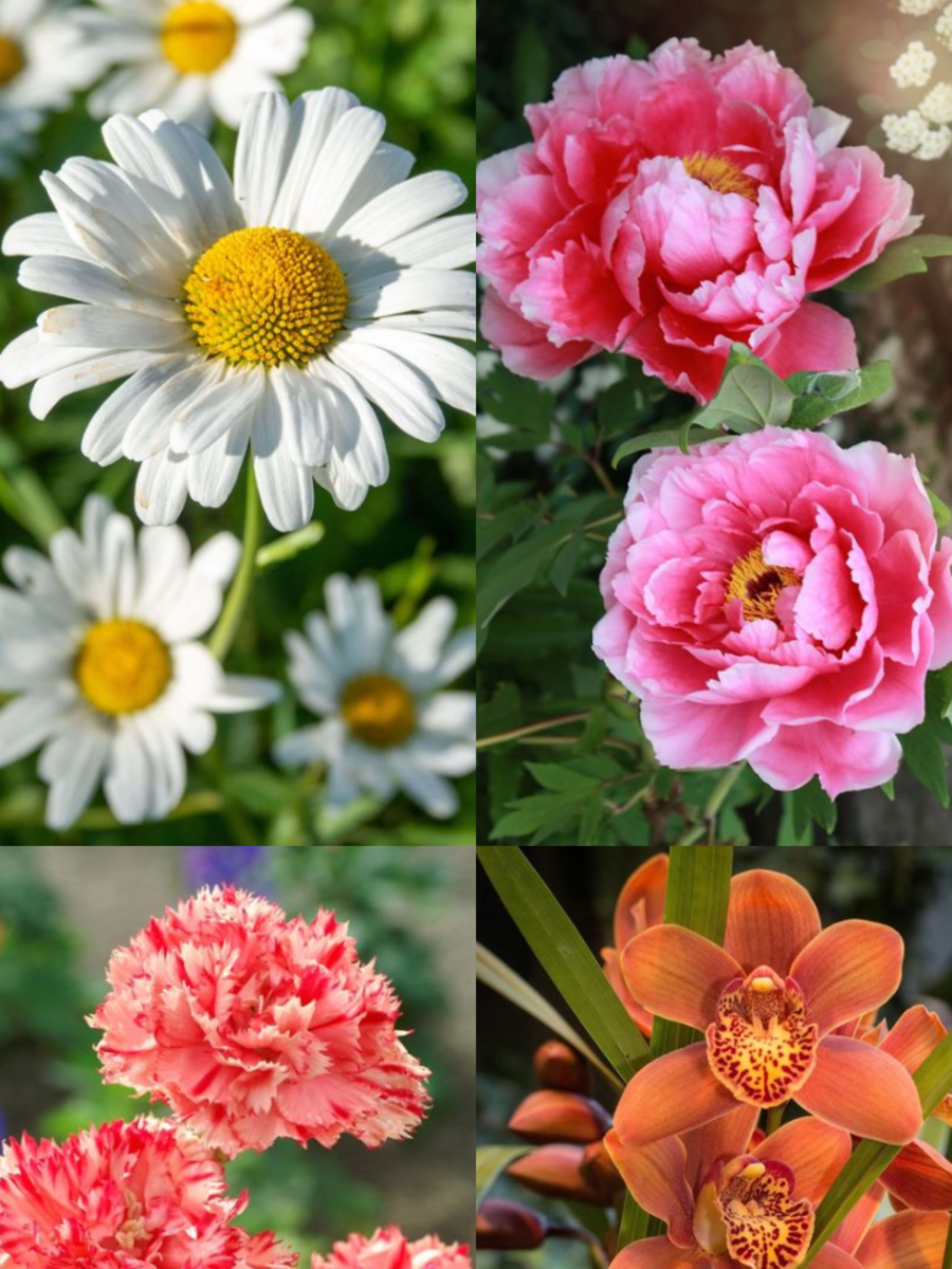 10 Beautiful Flowers That Represent Love | Times Now