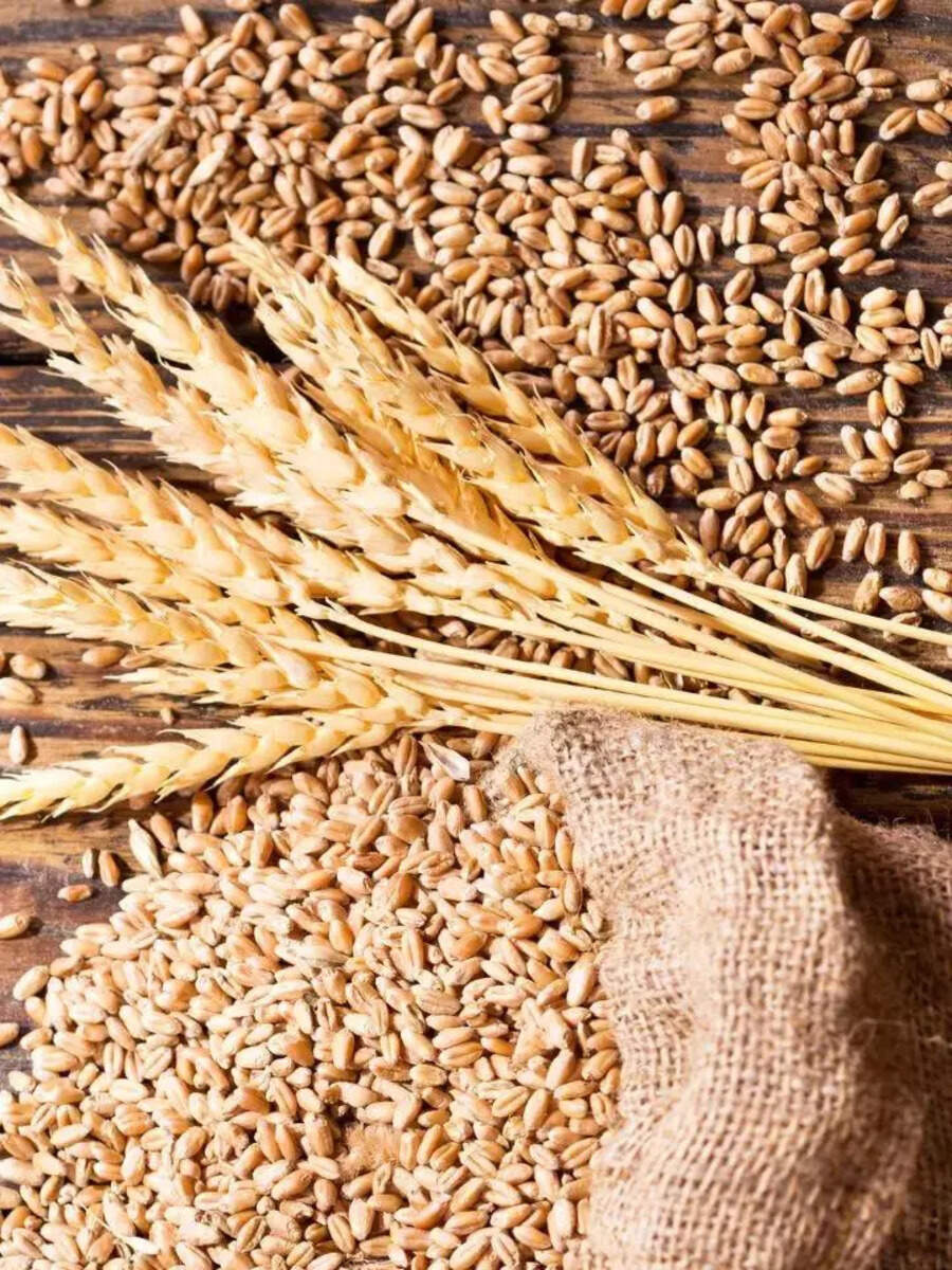 Who discovered wheat first? Who are the fathers of wheat in India and ...