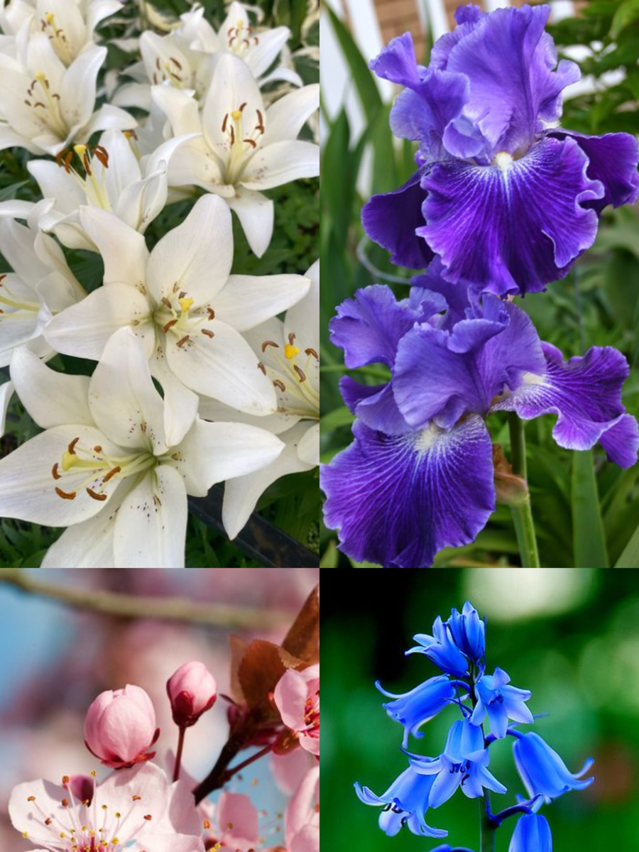 10 Beautiful Flowers That Represent Peace | Times Now