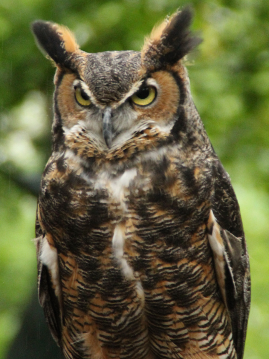 6 Deadliest Birds That Eat Humans | Times Now