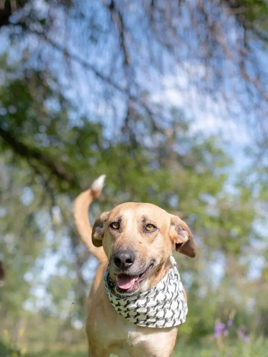 5 Emotions Dogs Communicate by Wagging Their Tails | Times Now