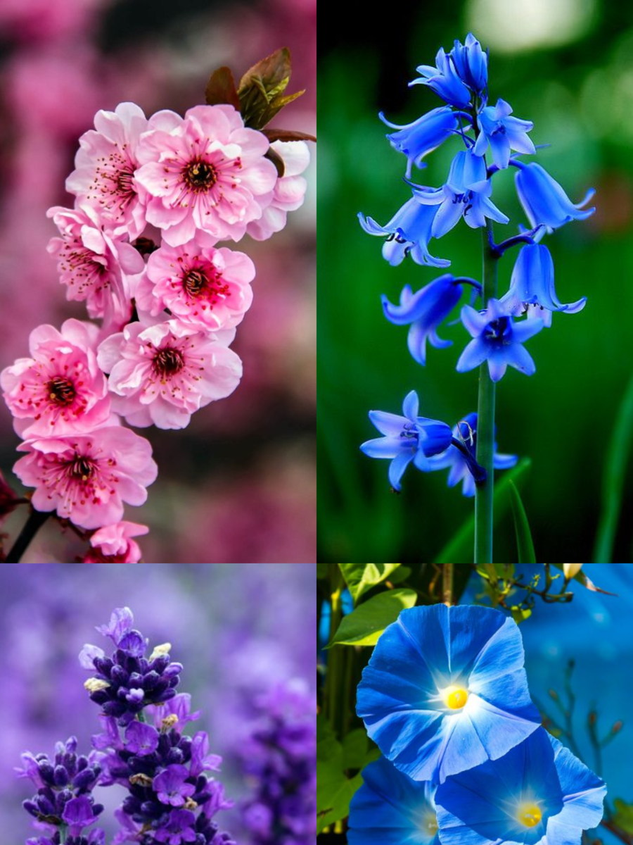 10 Beautiful Flowers That Represent Dreams | Times Now