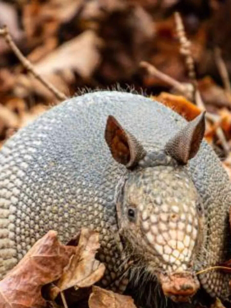 Which Animal Skin Is Bulletproof Gunshot Has Not Effect- दुनिया का ...