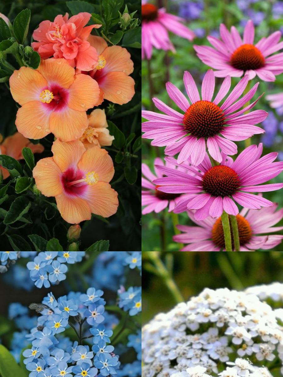 10 Beautiful Flowers That Represent Healing | Times Now