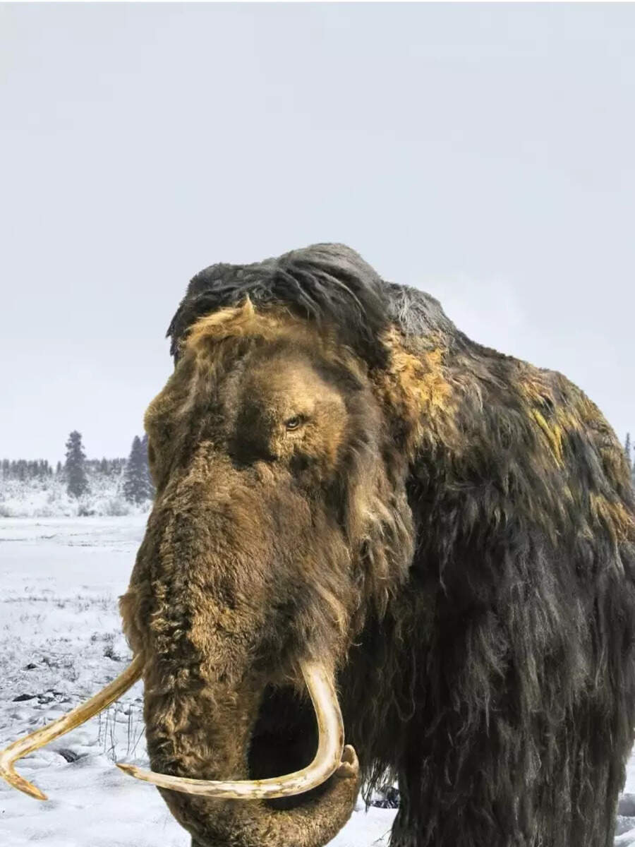 Dodo to Woolly Mammoth: De-Extinction Can Bring Back These 5 Animals ...