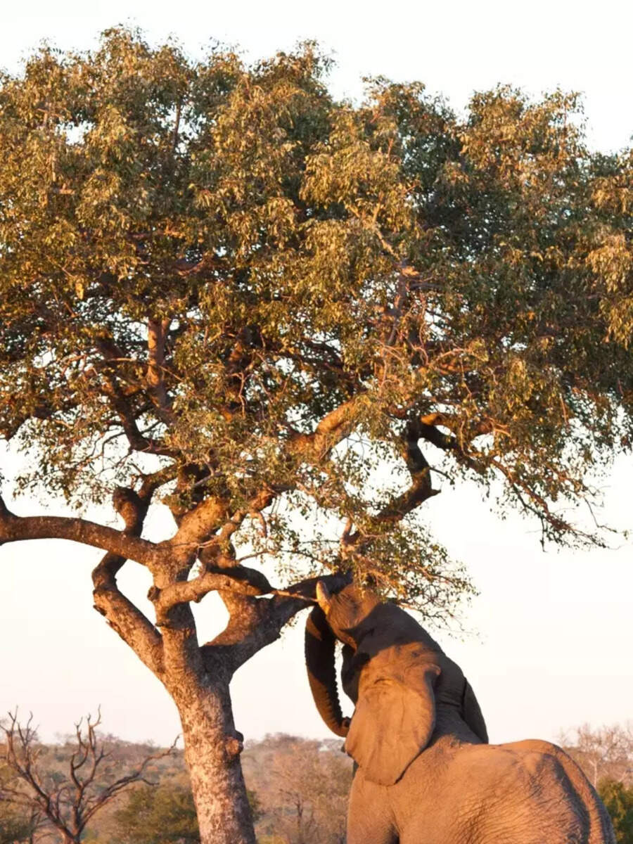 The All-In-One Elephant Trunk: 5 Things You Never Knew Trunks Did ...