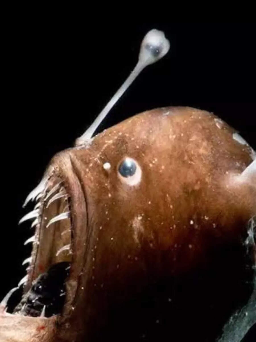 6 Animals That Eat Their Mates | Times Now