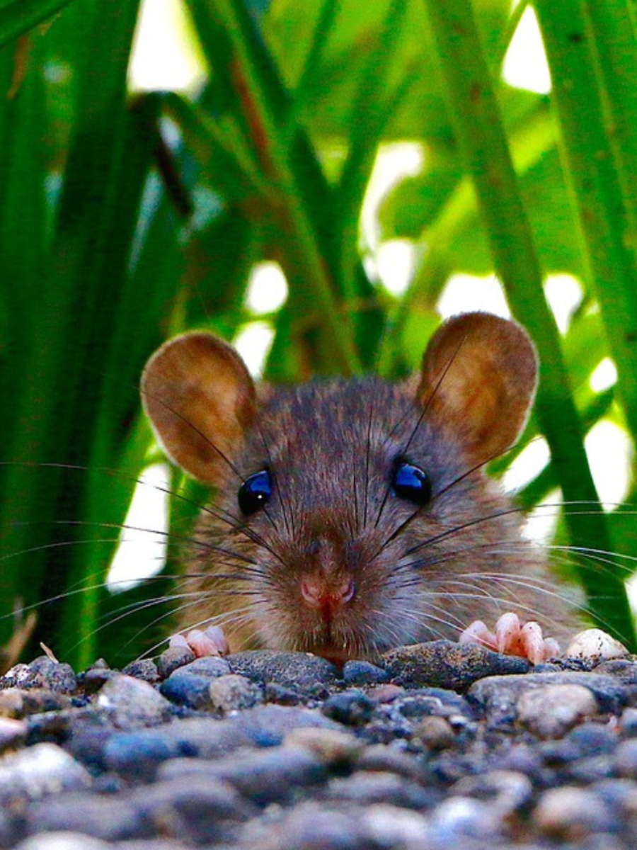 10 Animals That Live Underground | Times Now