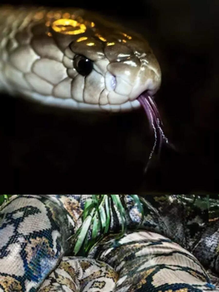 King Cobra vs Anaconda: Which Predator Reigns Supreme? | Times Now