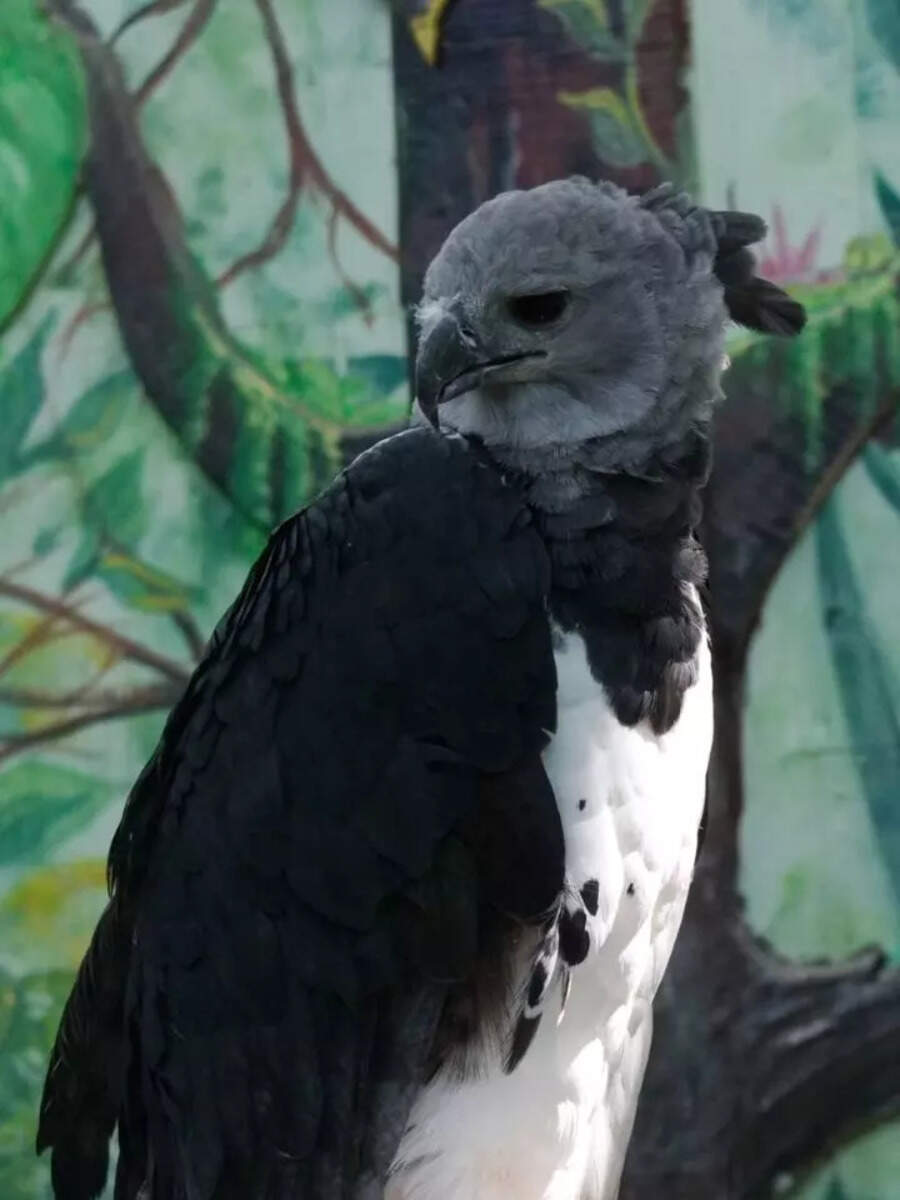 World's Most Dangerous Birds | Times Now