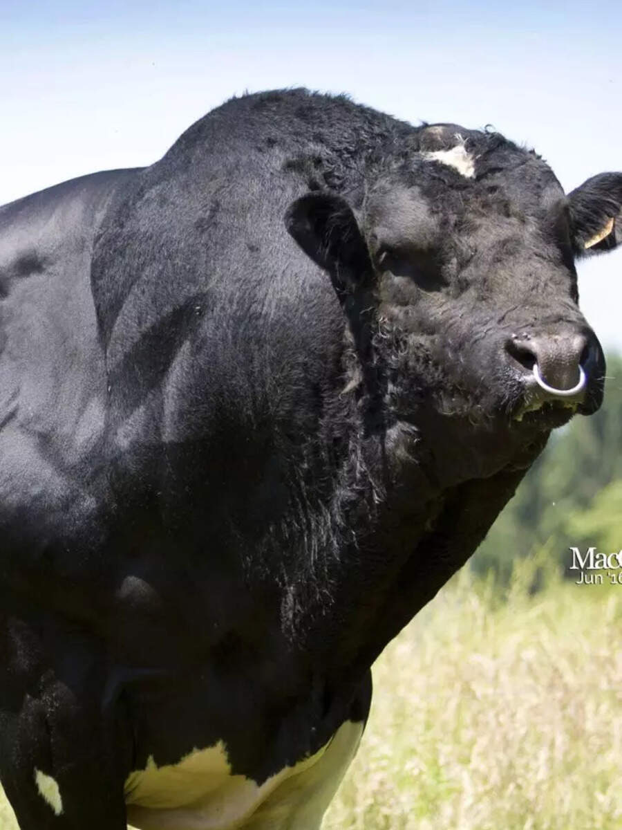 5 Biggest Bulls in the World | Times Now