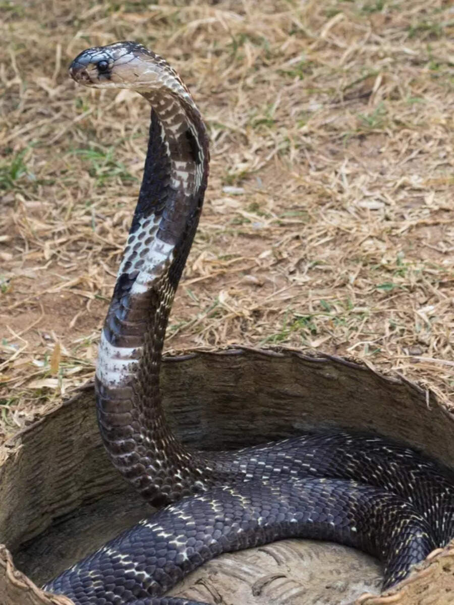 King Cobra: World’s Longest Venomous Snake | Times Now
