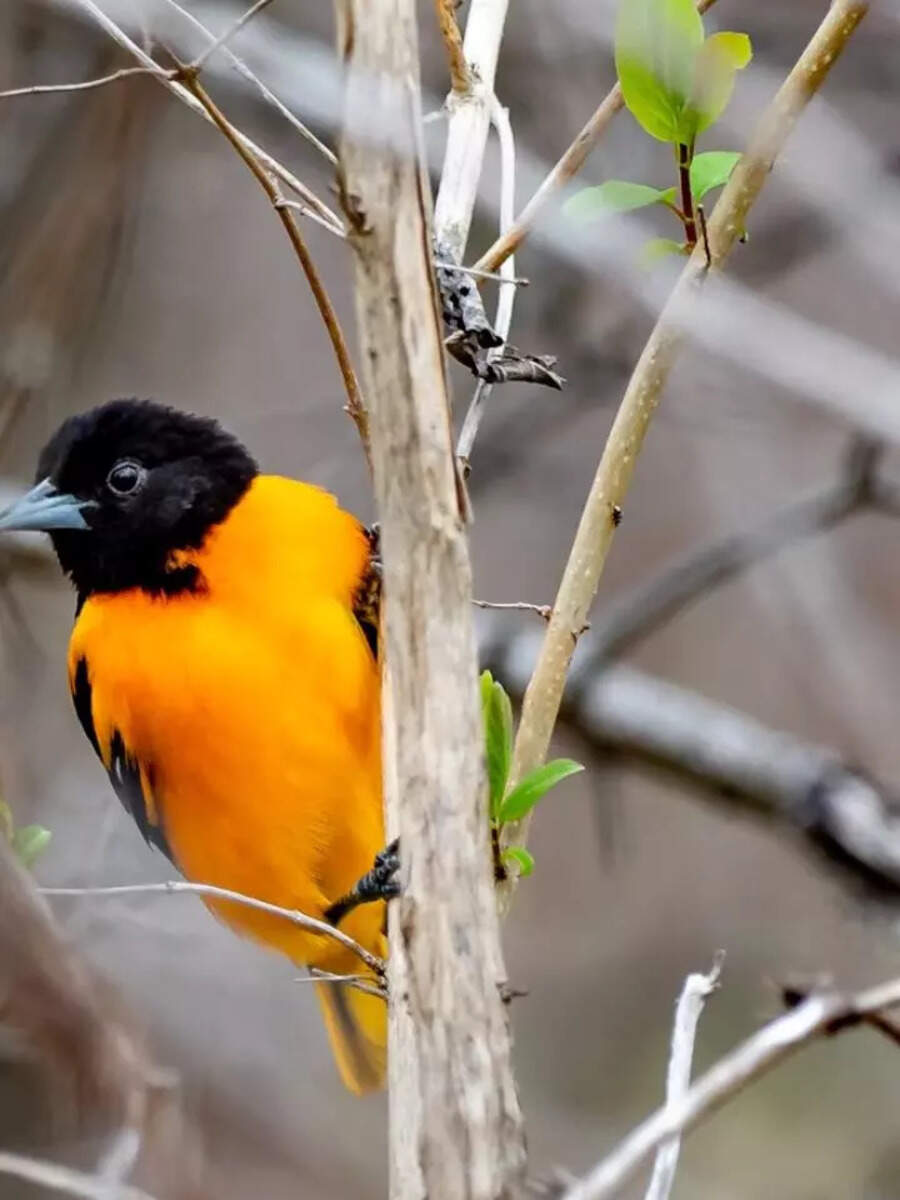 Gila Monster: World’s Deadliest Lizard | Times Now