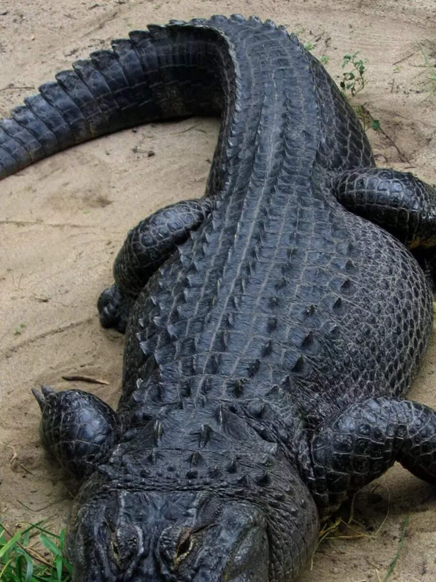 How Many Hours Do Crocodile Sleep Bet You Can Not Tell- कितने घंटे सोता ...