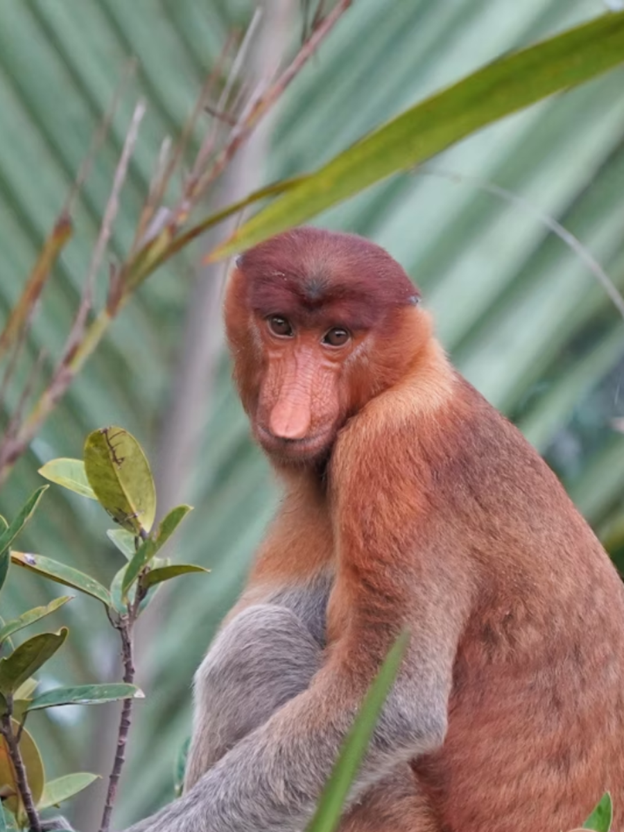 5 Unusual and Special Monkeys Around the World | Times Now