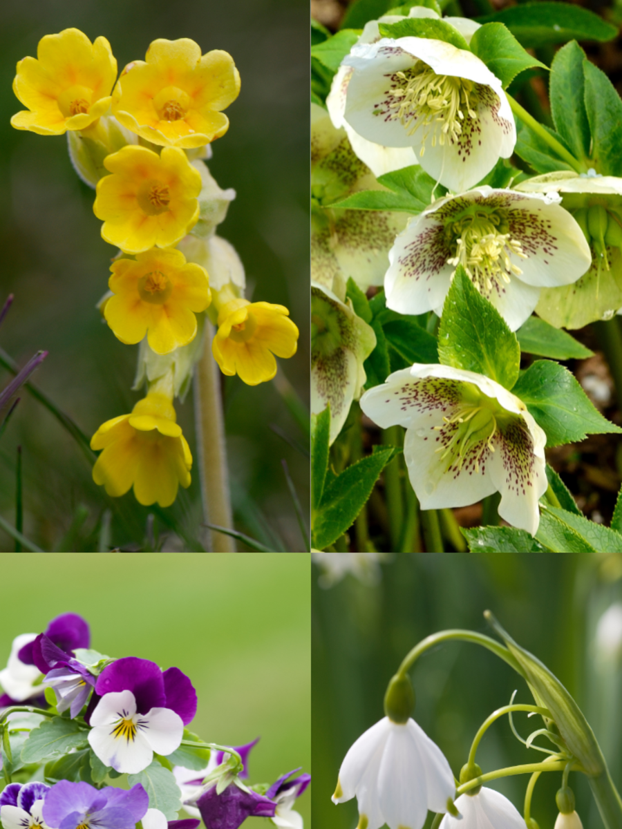 10 Beautiful Winter Flowers For Your Balcony | Times Now