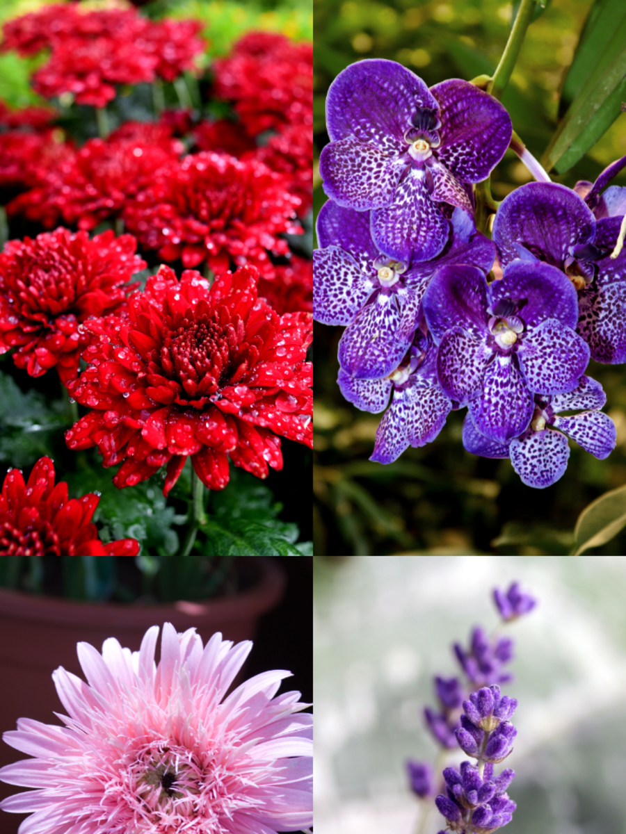 10 Beautiful Flowers That Remove Dust From The Air | Times Now
