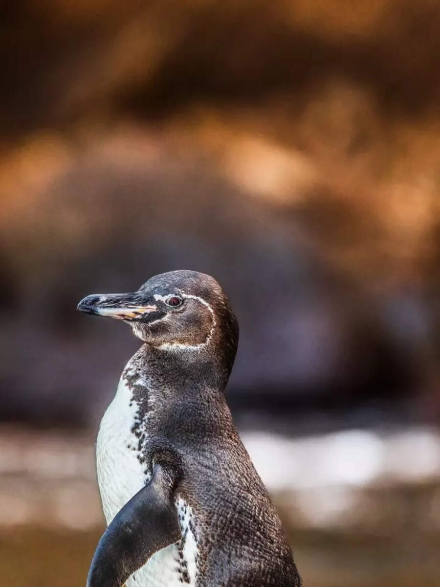 6 Penguin Species Found Outside Antarctica | Times Now