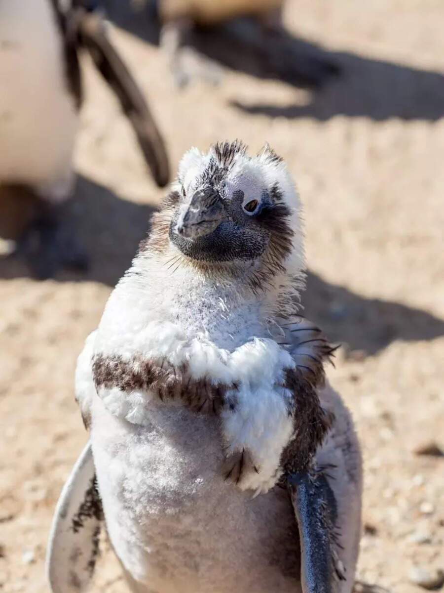 Galapagos Penguin: The Only Penguins Found in the Northern Hemisphere ...