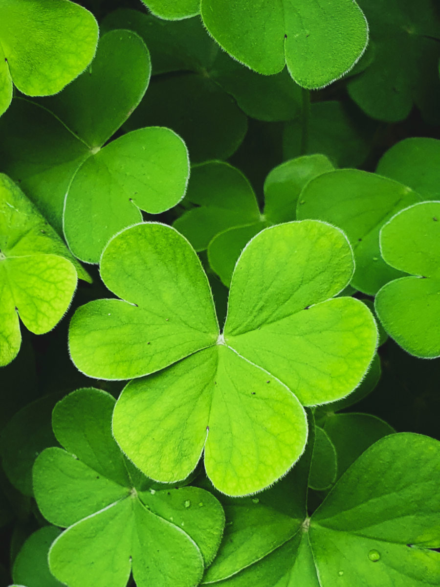 10 Animals That Symbolize Good Luck, According To Vastu | Times Now