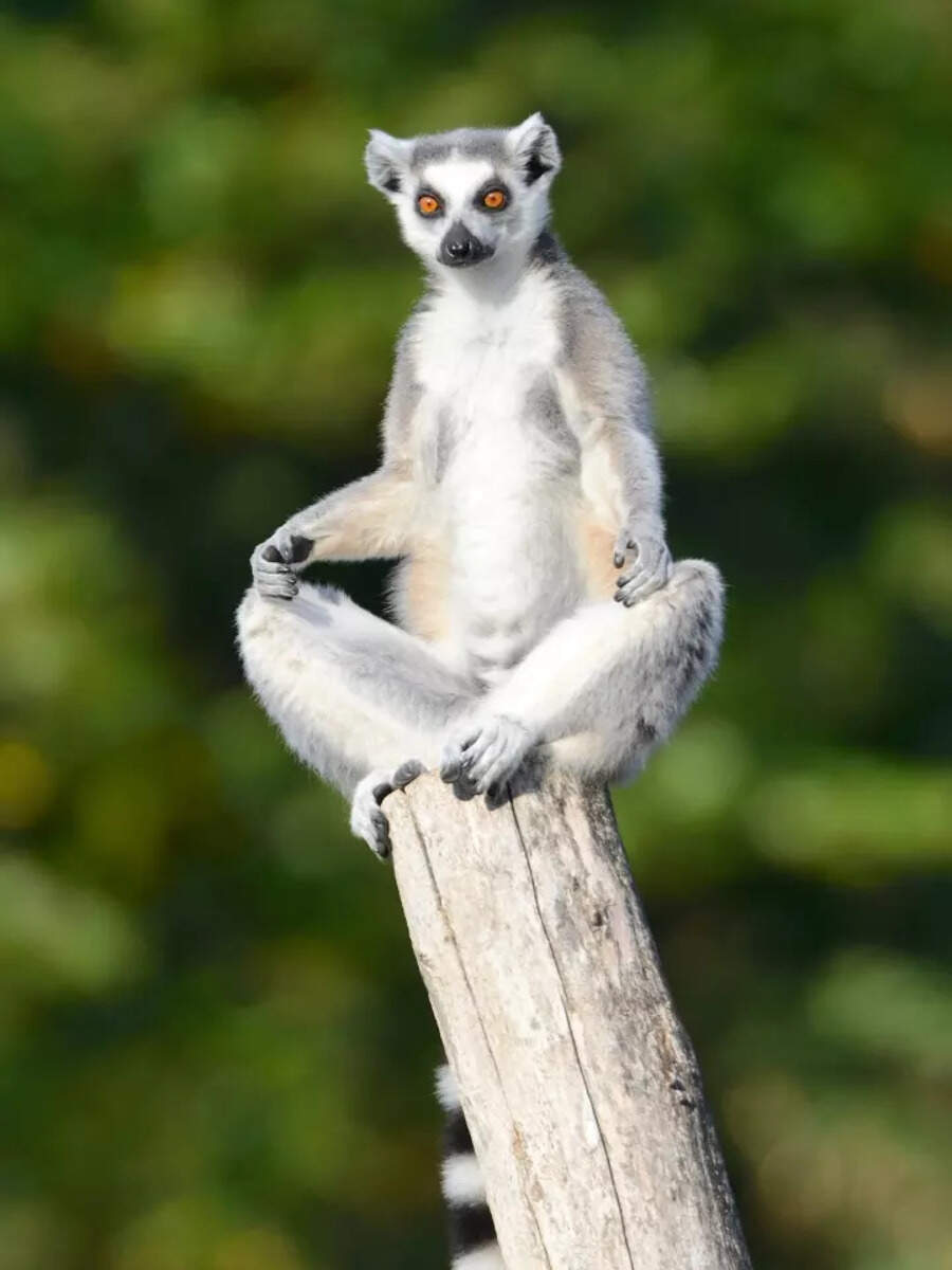 Lemurs: The Most Comical Characters in the Animal Kingdom | Times Now