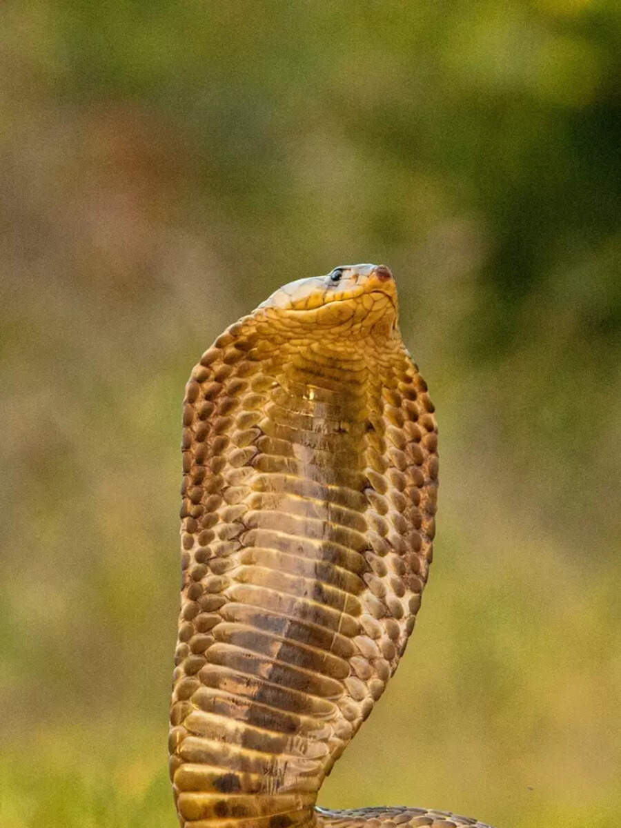 5 Snakes That Eat Other Snakes | Times Now