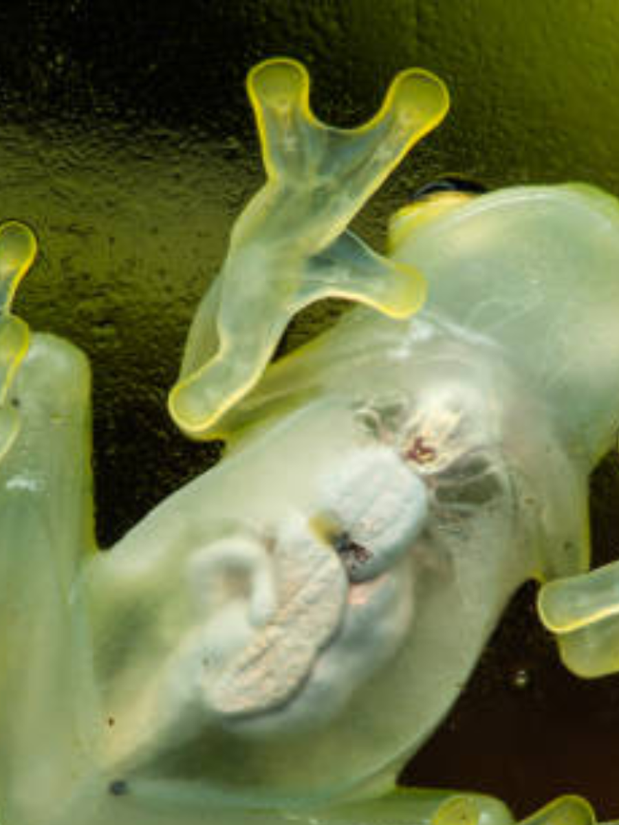 5 Animals That Are Nearly Invisible | Times Now