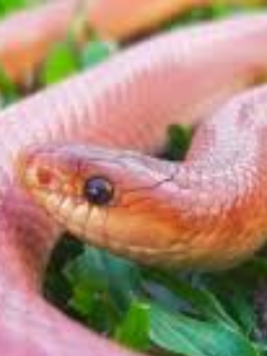 5 Exotic Pink Snakes You Won’t Want to Get Close To | Times Now