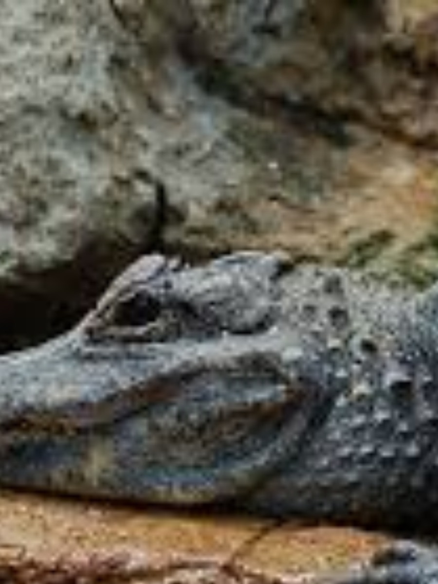 5Incredible Animals You’ll Only See in China | Times Now