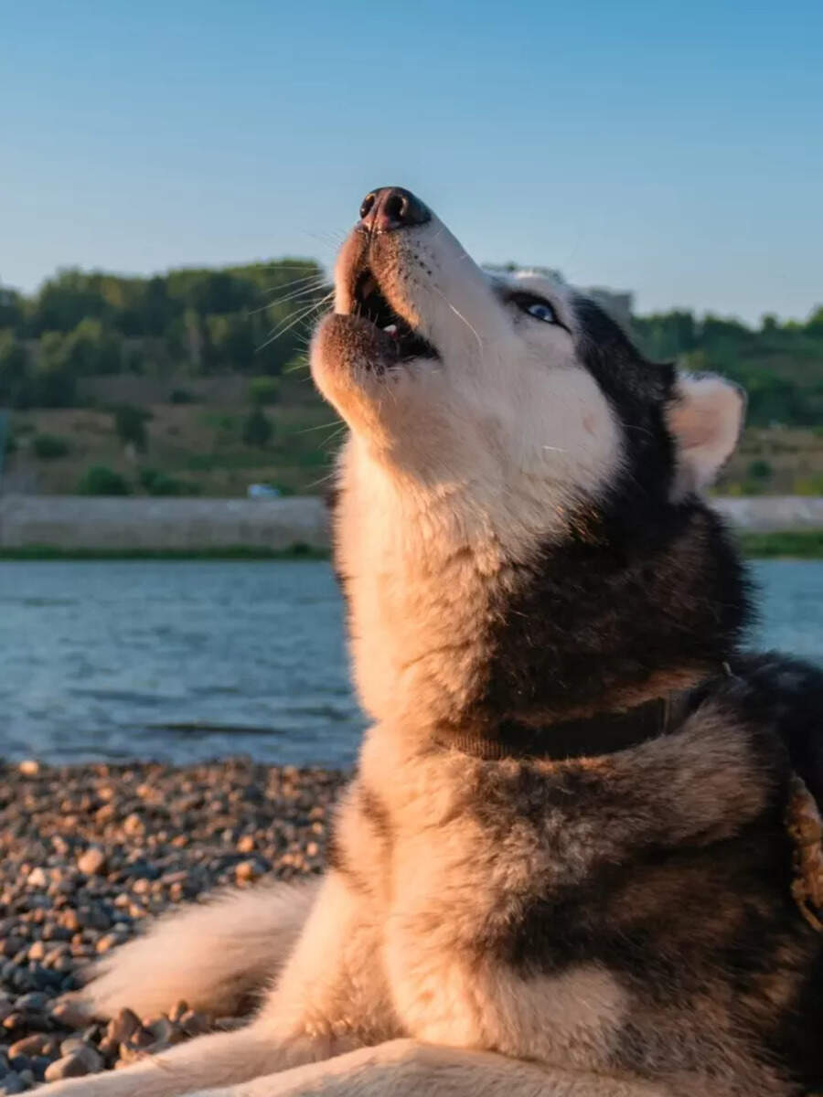5 Dog Breeds That Howl Like Wolves | Times Now