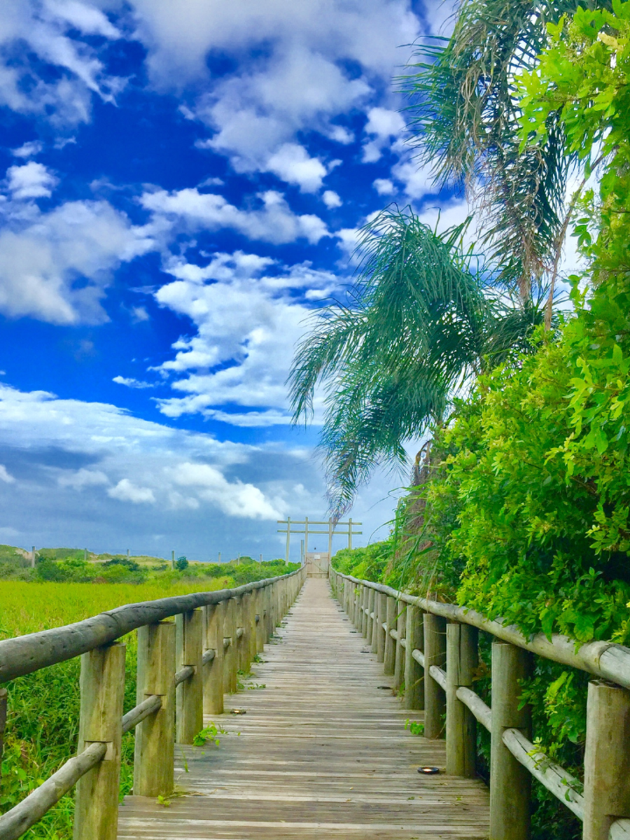 Mumbai's First Elevated Forest Walkway To Be Ready Soon | Times Now