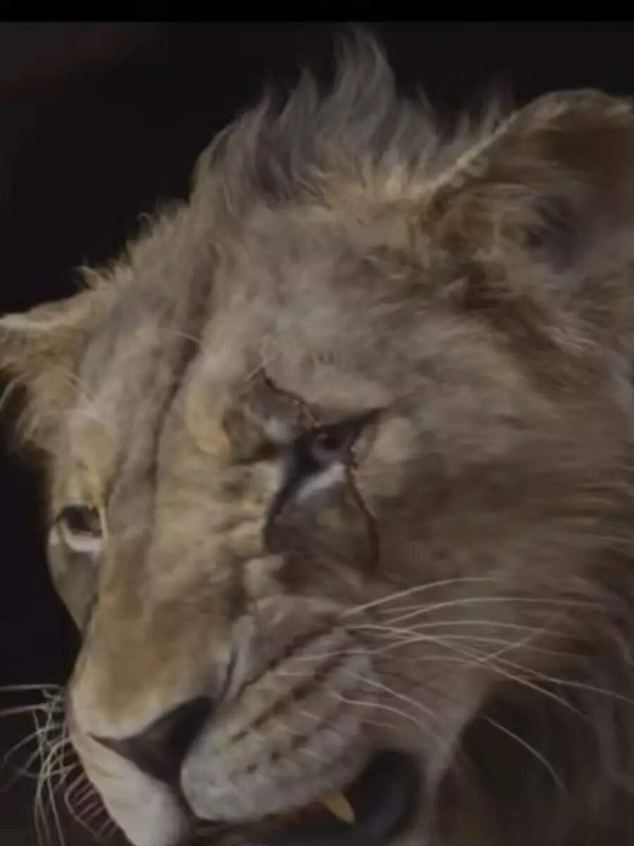 9 Things You Need To Know About Mufasa: The Lion King Before Its ...