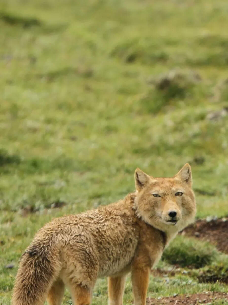 Foxes of India: An Overview | Times Now