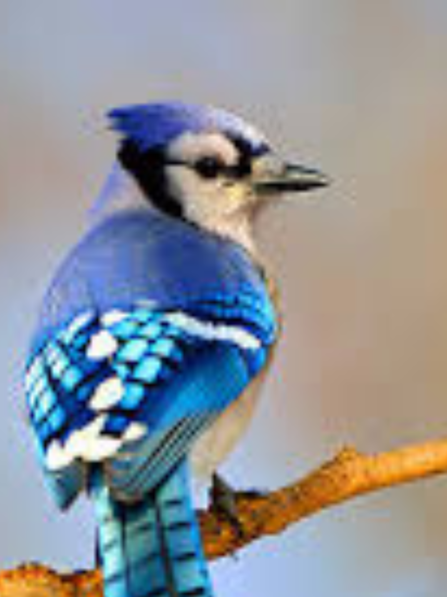 5 of the World’s Most Beautiful Blue Birds | Times Now