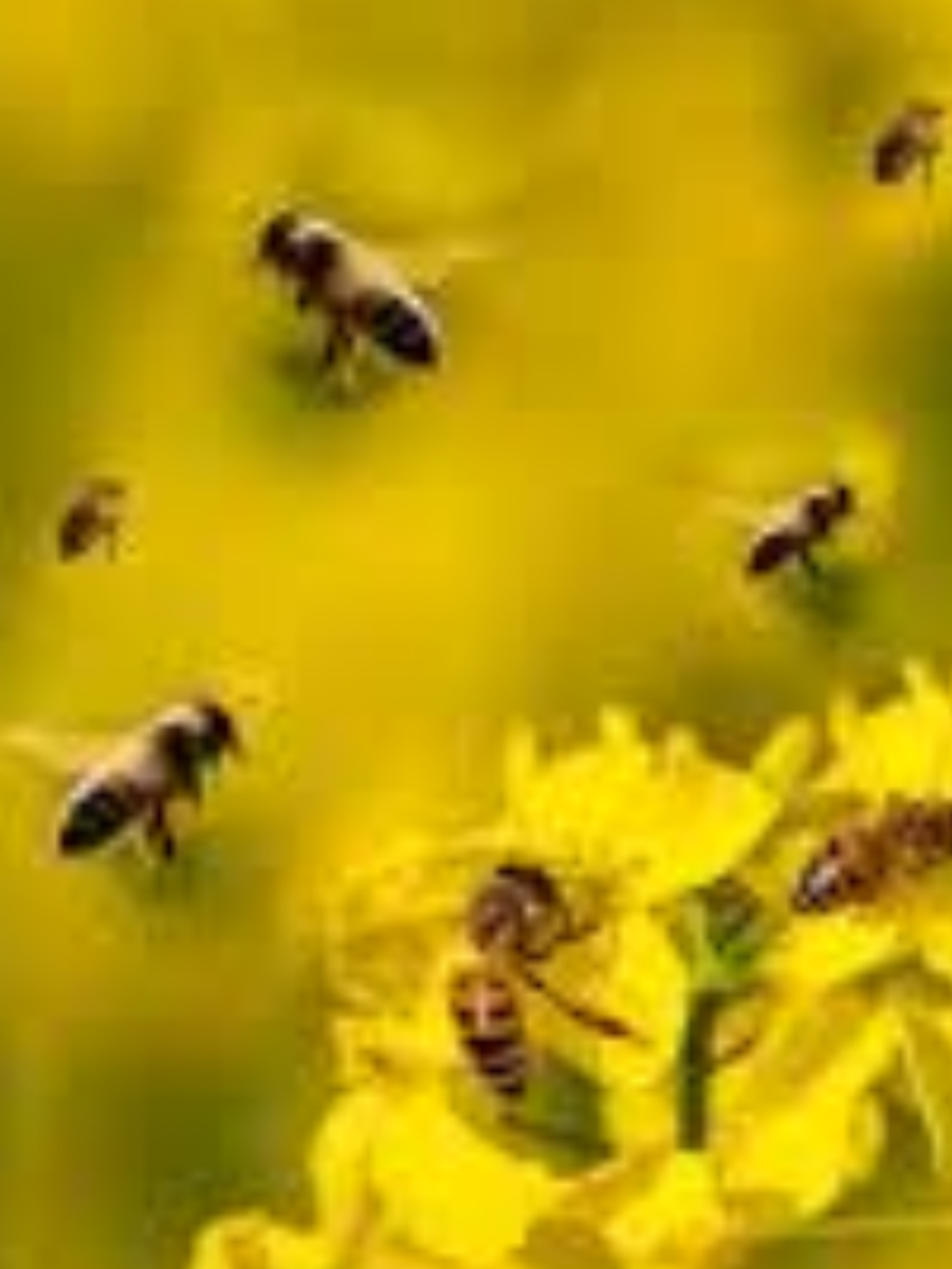 Why Honey Bees Dance? | Times Now