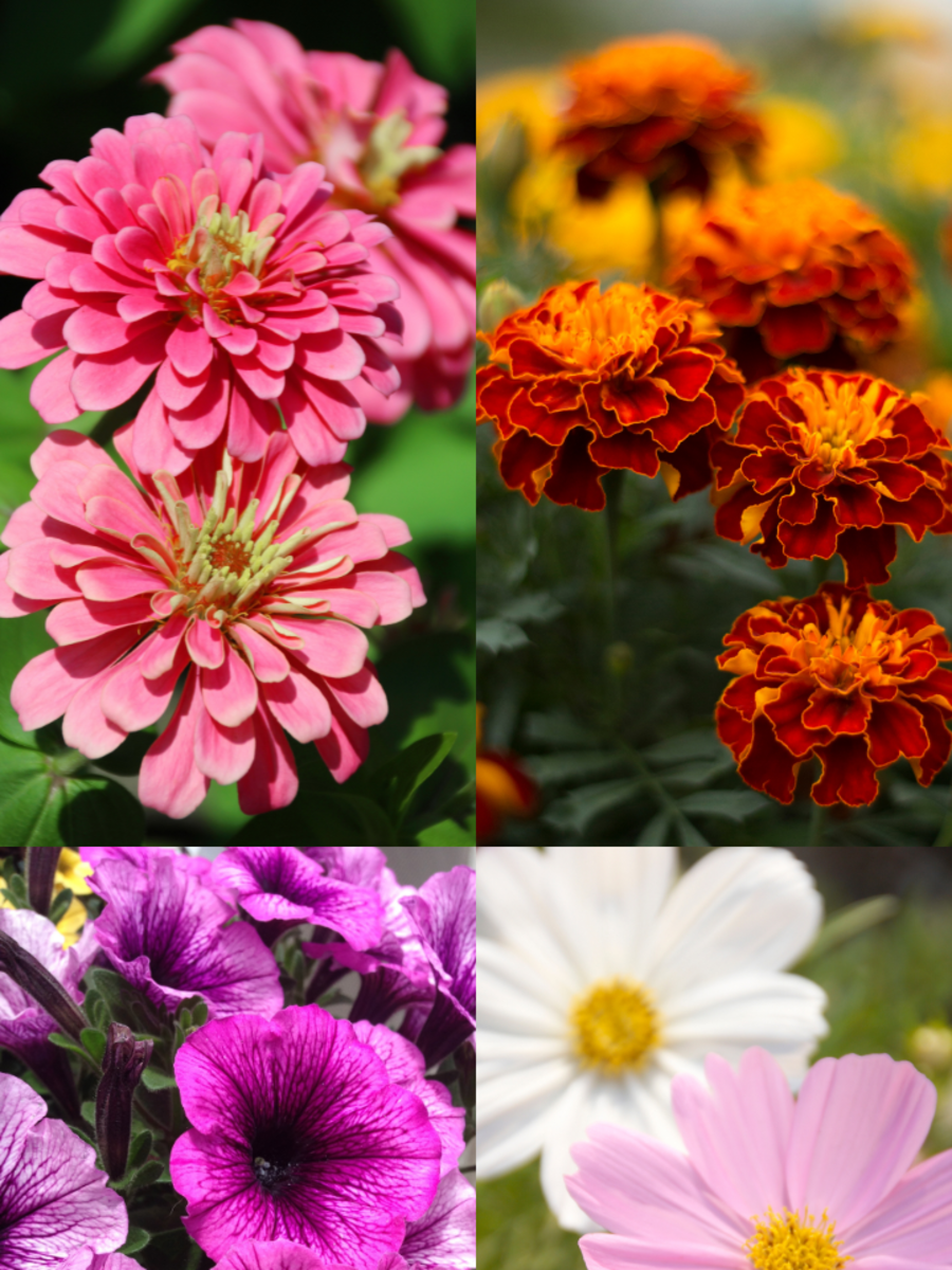 10 Beautiful Flowers That Bloom In Full Sun | Times Now