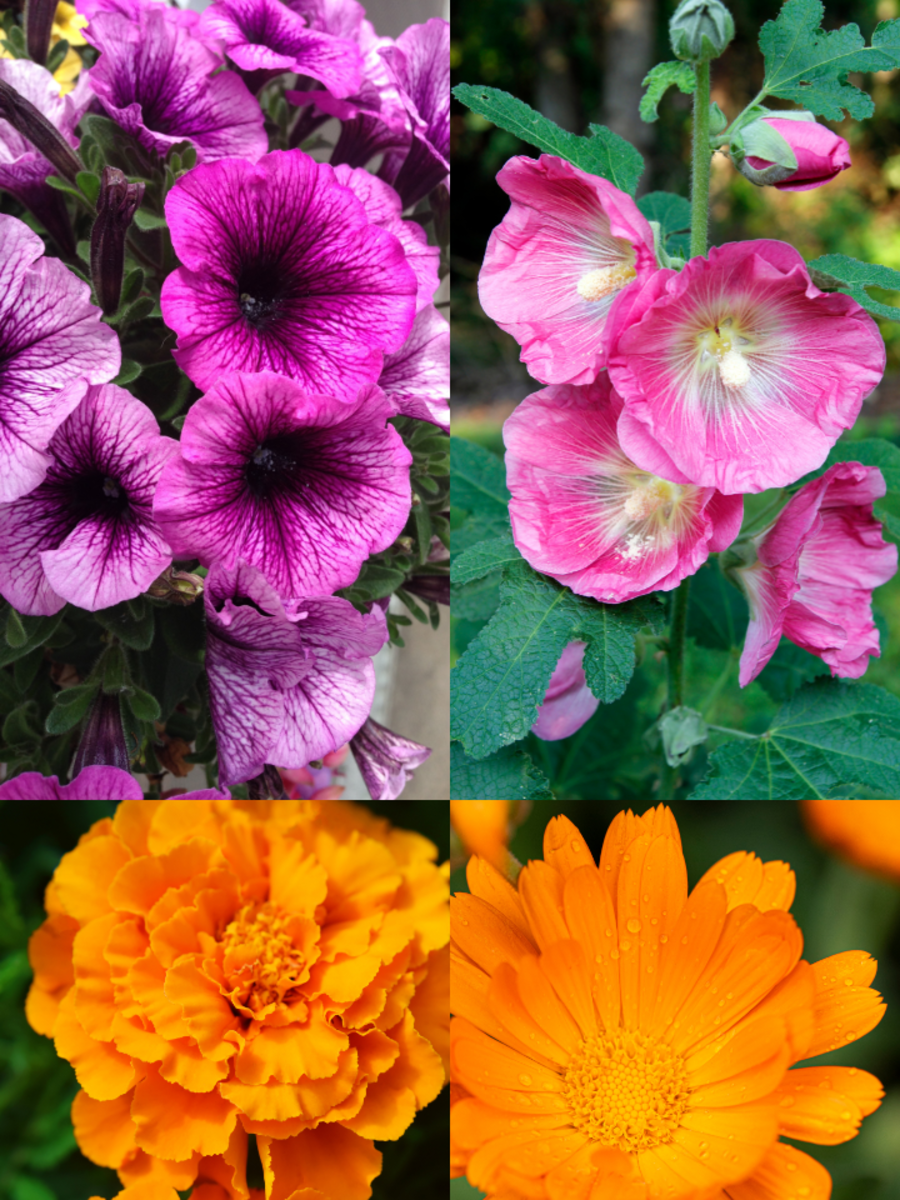 10 Beautiful Flowers That Bloom In December | Times Now