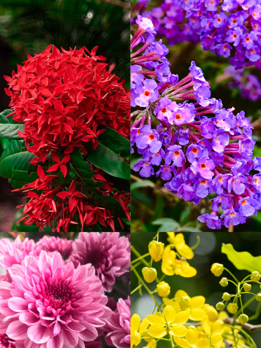 10 Beautiful Flowers That Grow In Bunches | Times Now