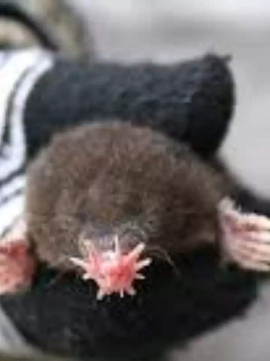 5 Blind Animals and How They Survive Without Vision | Times Now