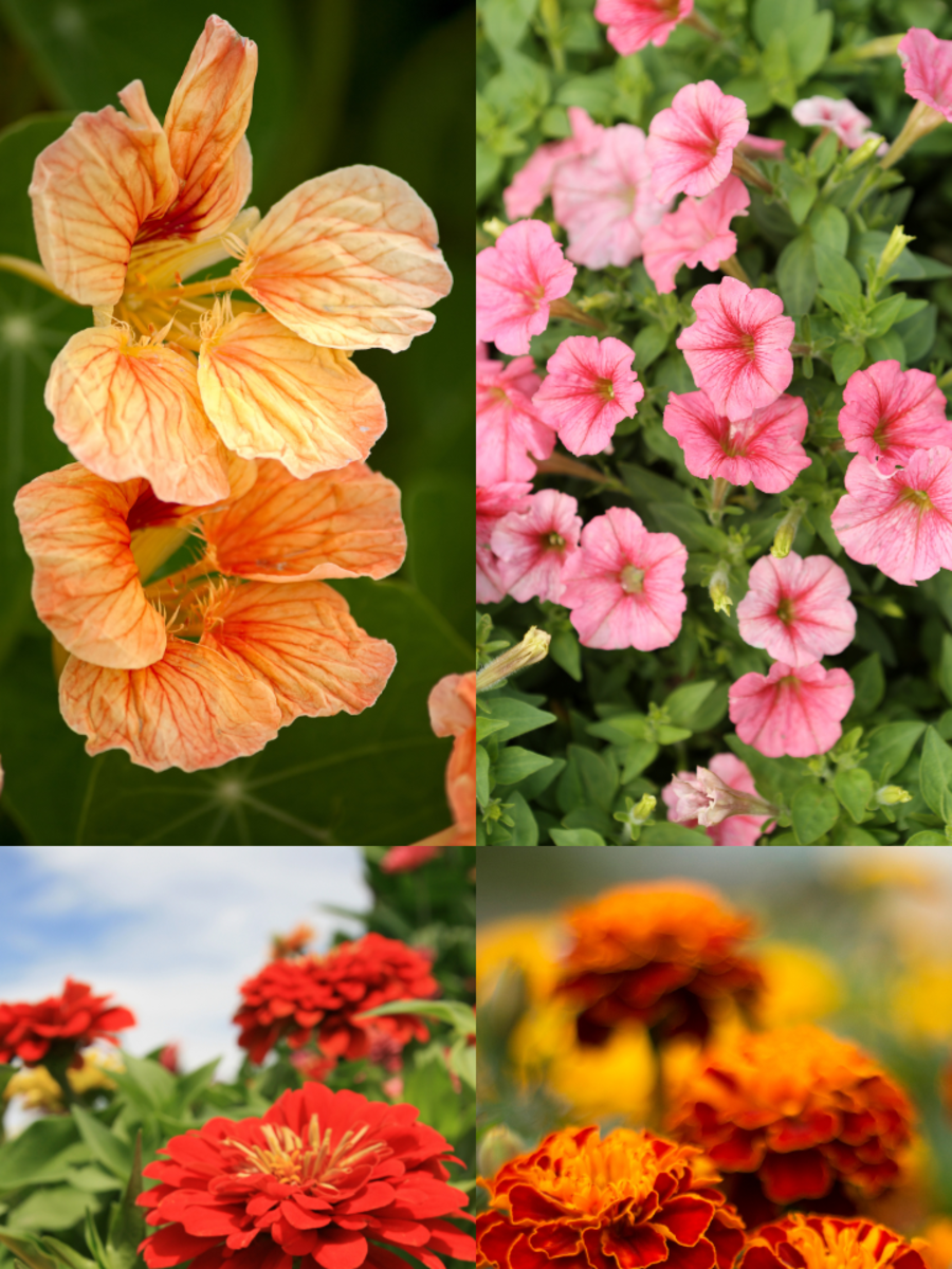 10 Beautiful Flowers That Keep Bugs Away From Your Garden | Times Now