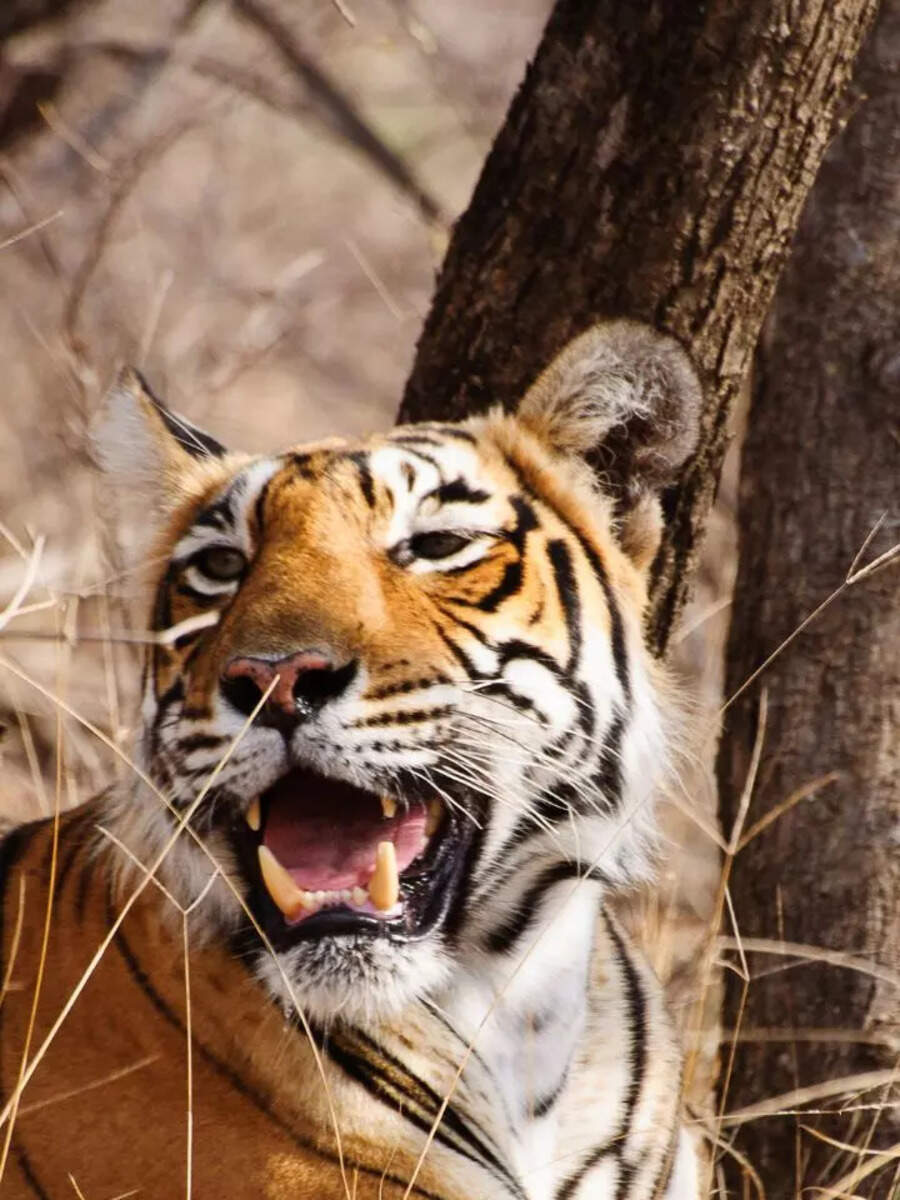 Wild History: All About Odisha's Simlipal Tiger Reserve, Home To ...