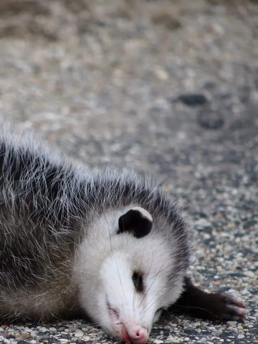 Playing Possum: When Animals Play Dead to Escape Predators | Times Now