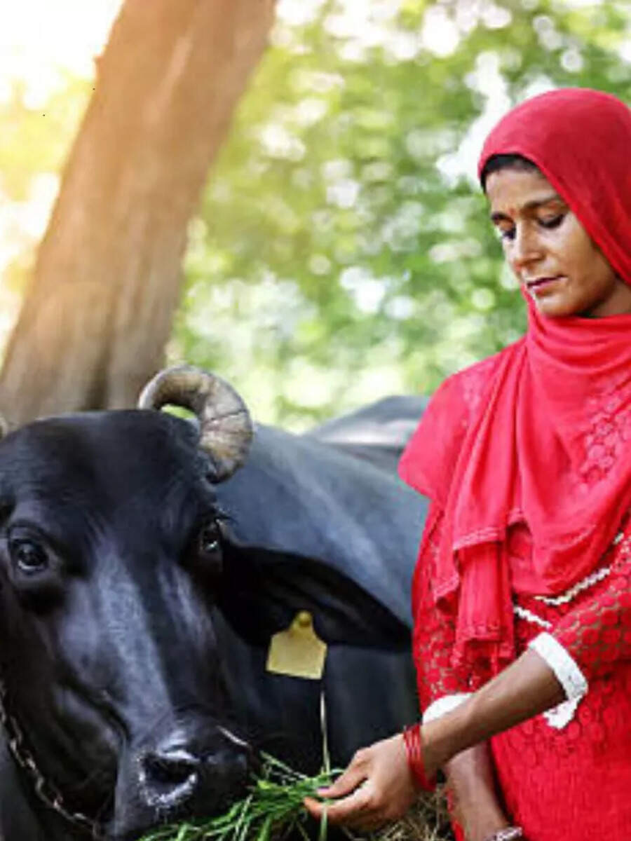 Gojri Buffalo: बंपर दूध देने वाली नस्ल, मुनाफा कमाल | ET Now Swadesh