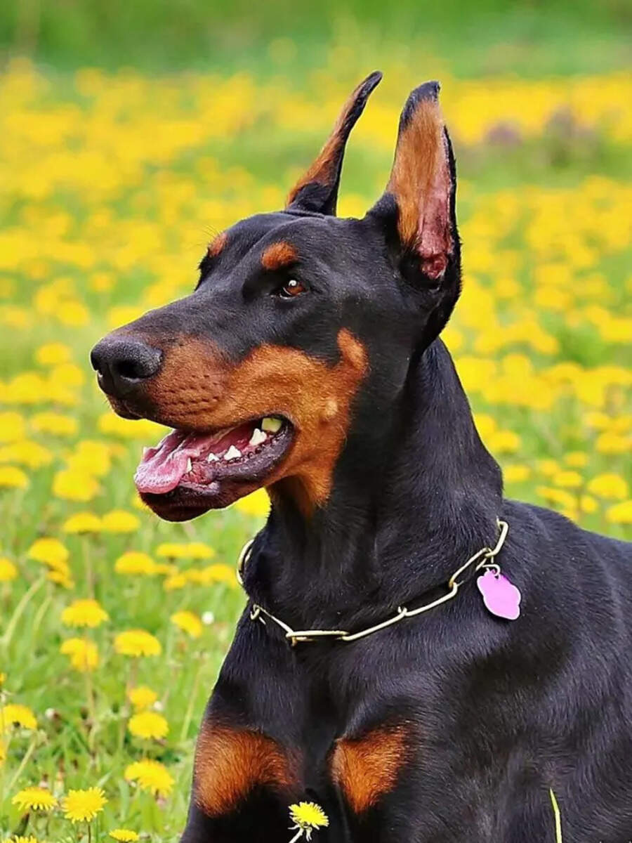 5 Highly Intelligent Dog Breeds That Are Easy to Train | Times Now