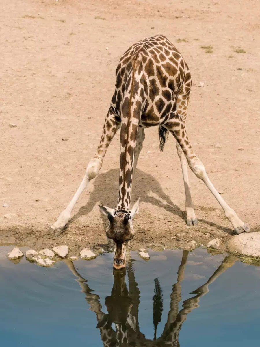 Animal Kingdom’s Worst Swimmers | Times Now