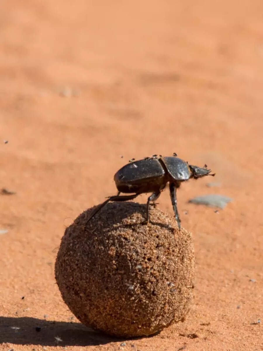Dung Beetles: Faeces-Eating Insects That Keep the Earth Moving | Times Now